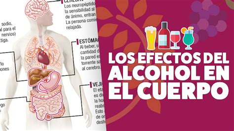 Los efectos del alcohol en el cuerpo Conoce cómo afecta su consumo al