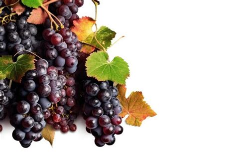 Racimo De Uvas Con Hojas Sobre Un Fondo Blanco Ia Generativa Foto Premium