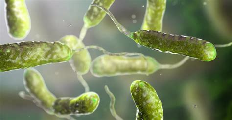 Qué provoca la bacteria come carne y por qué es tan peligrosa