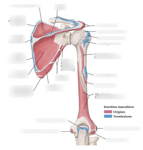 Épaule postérieure muscle Diagram Quizlet