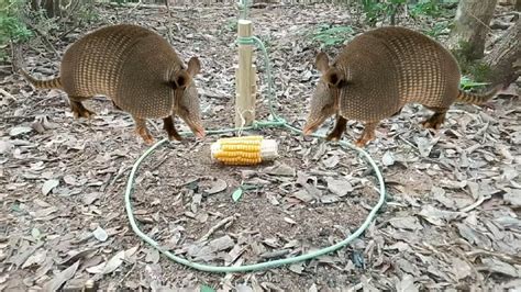 melhor armadilha de tropeço para pegar animais tatú paca capivara cotia