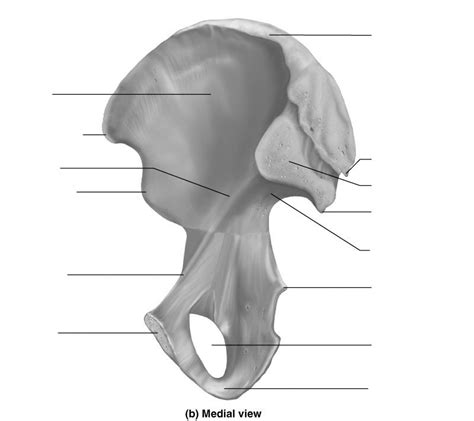 Os Coxa Coxal Bone Medial View Diagram Quizlet
