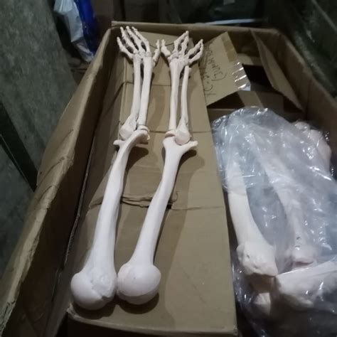 Life Size Lower Extremity Skeleton Model CL MD0026 Price In Bangladesh