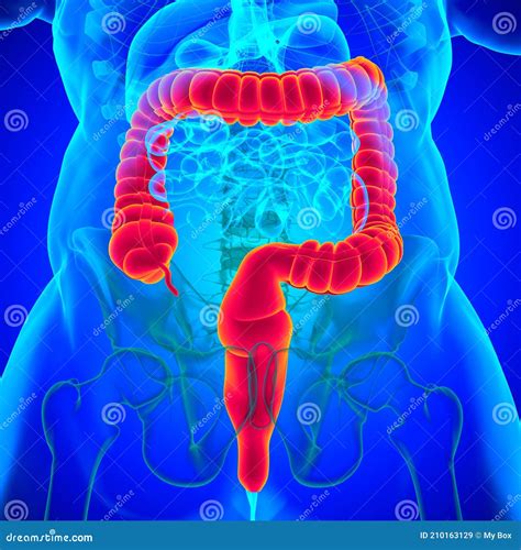 Intestino Grueso 3d Ilustración Anatomía Del Sistema Digestivo Humano