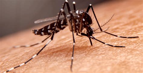 Waspada Dbd Ini Gejala Demam Berdarah Pada Anak