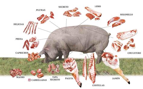 Reconoce Los Tipos De Carne Y Aprende Qu Carne Es Por Sus Distintas