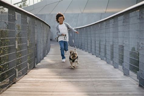 Cómo enseñar a tu perro a pasear sin tirar Consejos prácticos