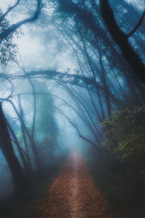 Banco de imagens panorama árvore natureza floresta caminho
