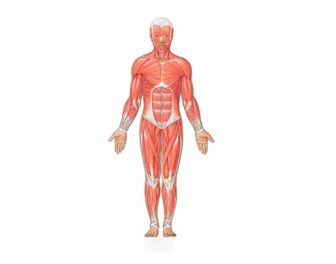 Muscles Anterior Diagram Quizlet