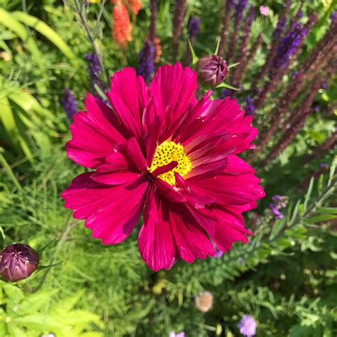 Cosmos Bipinnatus Double Click Cranberries Cosmea Double Click