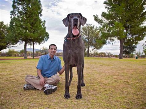Los 20 perros más grandes del mundo Razas reales con fotos