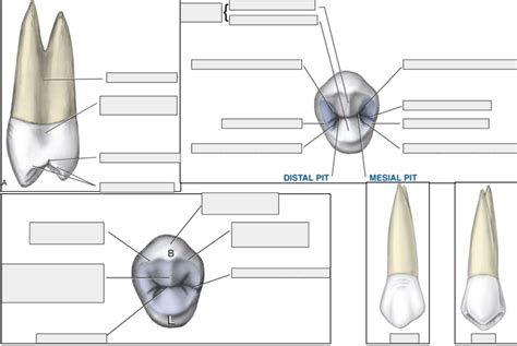 Maxillary First Premolars Diagram Quizlet