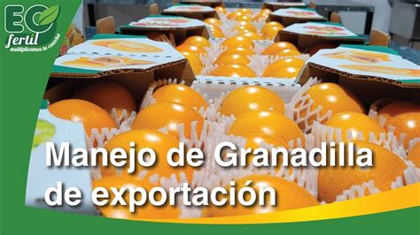 Buen Manejo de Granadilla de exportación YouTube