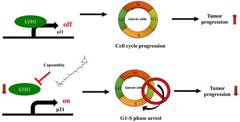 Capsanthin Induces G1 S Phase Arrest Erlotinib Sensitivity And