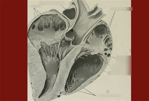 HEART Transverse Section Diagram Quizlet