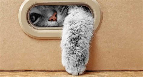 Cat Paw Anatomy 25 Pawsome Facts About Your Cat S Feet