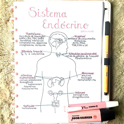MAPA MENTAL SOBRE SISTEMA ENDÓCRINO Maps4Study