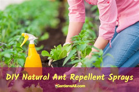 How To Get Rid Of Ants Naturally In The Garden Gardensall