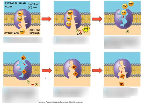 1 4 Membrane Transport Active Transport Sodium Potassium Pump