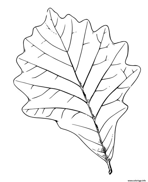 Coloriage Feuille De Chene JeColorie
