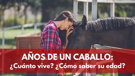 Cuántos años vive un caballo Cómo saber su edad Terránea YouTube