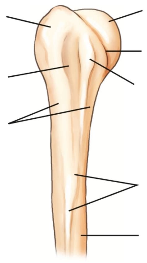 Proximal Humerus Labelling Diagram Quizlet