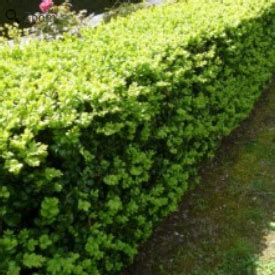 Quel Arbustre Choisir Pour Une Haie Dans Son JardinMon Coach Jardin