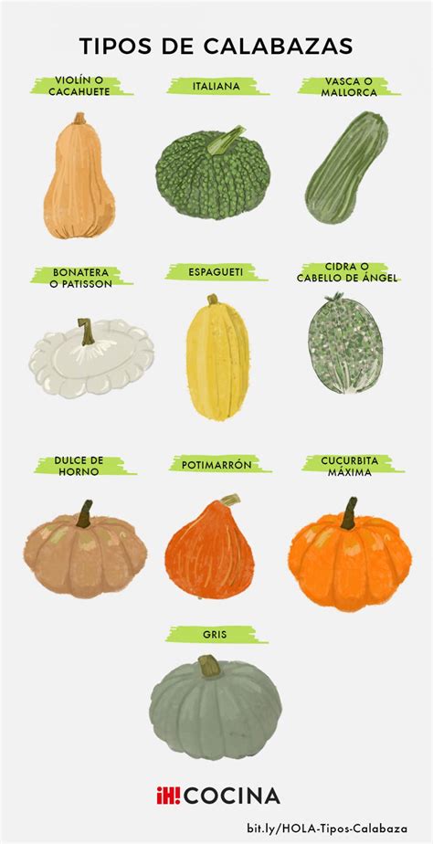 Tipos De Calabazas Que Puedes Usar Para Tus Recetas 2024