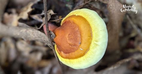 Foraging Using Reishi Mushrooms Unruly Gardening