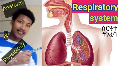 Respiratorysystem Anatomy Respiration Anatomy And