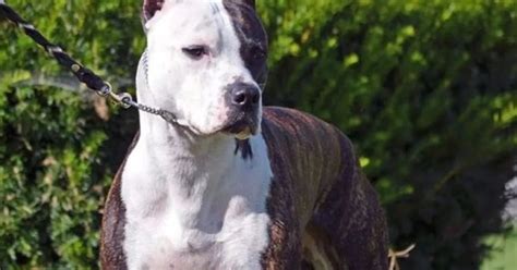 Entró a robar a una casa y fue atacado por un perro pitbull escapó sin