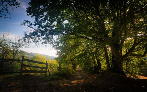 Papel de parede luz solar Árvores panorama floresta montanhas