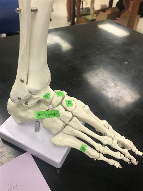 Foot Diagram Quizlet