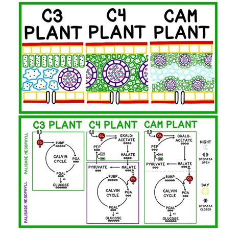 The Diagram Shows How Plants Can Grow And What They Need To Do