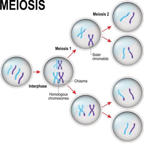 Esquema De La Meiosis Fotos Gu A