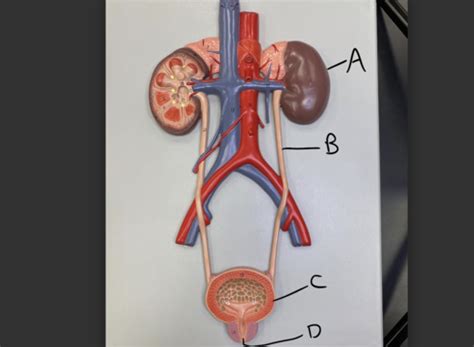 Urinary System Lab Flashcards Quizlet