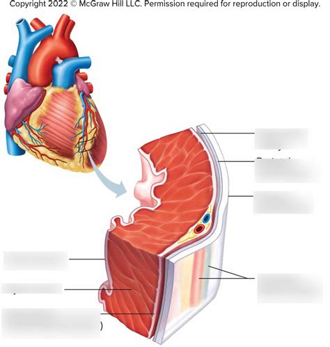 Heart Diagram Quizlet