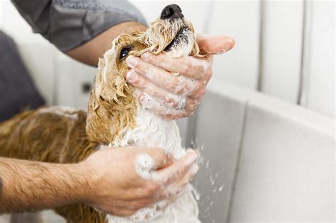 Comment éduquer son chien à la propreté Valérie Schaeffer