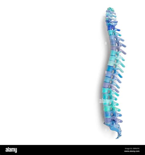 Anatomy Of Lumbar Spine High Resolution Stock Photography And Images