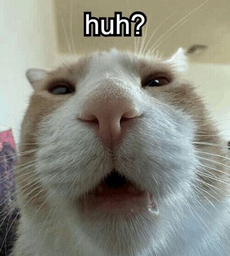Huh Cat Meme Huh Cat Stu Discover Share GIFs