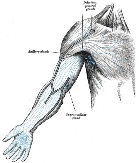 Diagram Of A Lymph Node