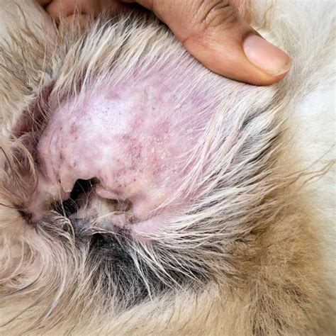 Cuanto Dura La Otitis En Perros