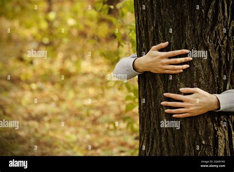Human Hands Hugging Tree In The Park Stock Photo Alamy