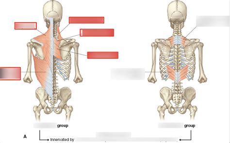 Superficial Intermediate Muscles Of The Back Diagram Quizlet