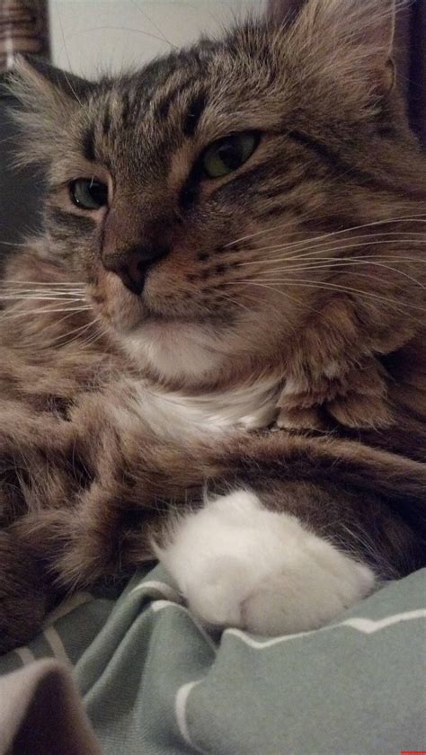 I Guess He Didnt Want His Picture Taken Cute Cats HQ Pictures Of