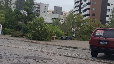 Temporal derruba mais de 50 árvores e causa transtornos em João Pessoa