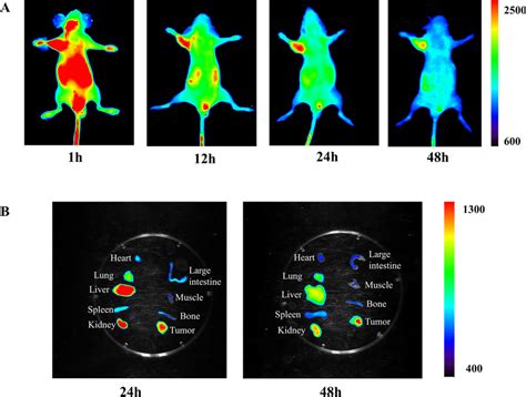 Fluorescence Imaging Of Tumors In Vivo And Ex Vivo A In Vivo Imaging