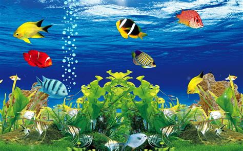 Update More Than 87 Beautiful Underwater Wallpaper Best In Coedo Vn
