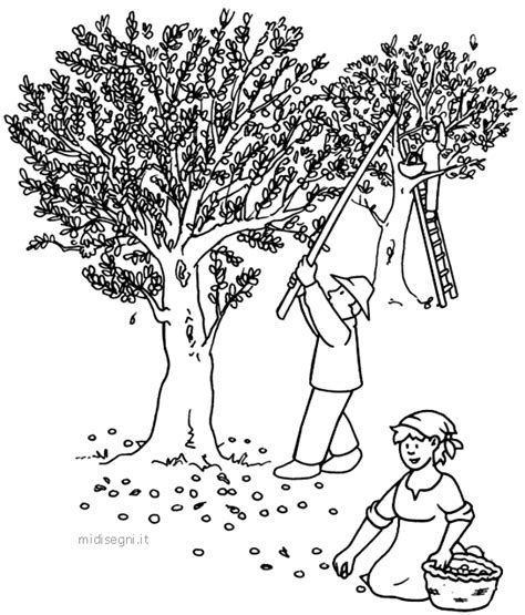 Disegni Per Bambini Ulivo Disegni Hd