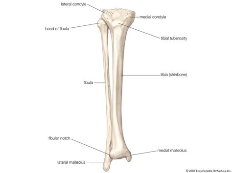 The Fibula Lower Leg Bones Leg Bones Joints Anatomy Images And Photos